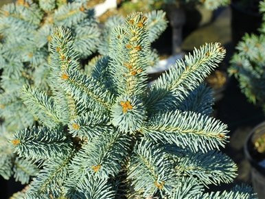 Weeping Blue Fir Tree - Abies lasiocarpa Blue Bear - 2 - Year Live ...