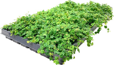 Ficus Pumila Quercifolia | 10 Live Plants | Oak Leaf Creeping Fig, Easy ...