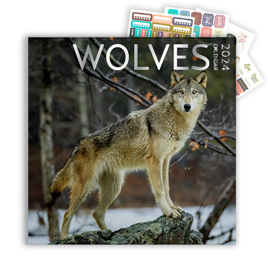 Wolf Calendar 2024 and Sticker Pack, Large 12 x 12 inch, Wolf Wall ...