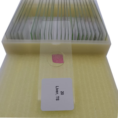 25pcs/Set Basic Histology Slide Set Education Slides Histological ...