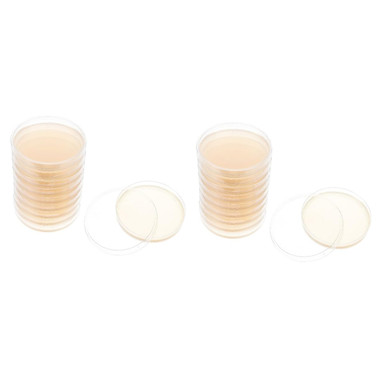 SOLUSTRE 20 Pcs Nutrient Agar Plate Mushroom Kids Science Fair Project ...