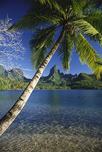 Posterazzi French Polynesia Moorea Opunohu Scenic View of Clear Bay and ...