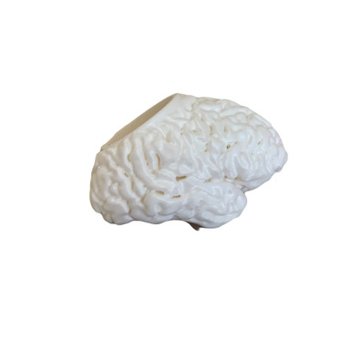 3D Printed White Anatomical Brain Planter - Body Parts Pot - Skull Bowl ...