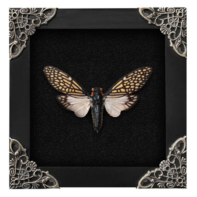 Real Cicada Black Frame Dead Insect Dried Beetle Bug Shadow Box ...