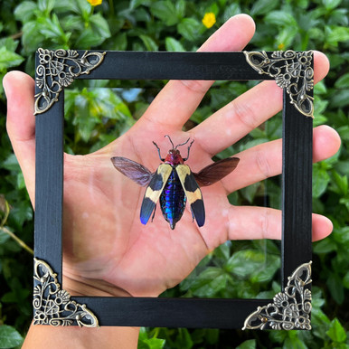 Real Blue Jewel Beetle Taxidermy Insect Glass Frame Dried Bug Shadow ...