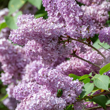 Common Lilac Bush Live Plant Ship 1 to 2 Feet Tall Tree No Ship CA ...