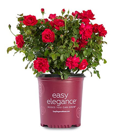 Easy Elegance Roses - Rosa Super Hero (Rose) Rose, red flowers, #2 ...