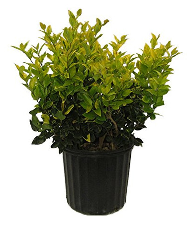 AMERICAN PLANT EXCHANGE Ligustrum Howardii (Gold) Live Plant, 3 Gallon ...