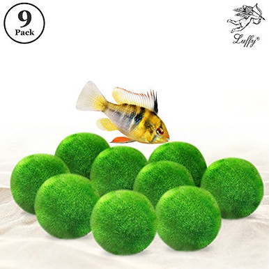 Luffy 9 Marimo Moss Balls - Jumbo Pack of Aesthetically Beautiful Plants - Create Healthy ...