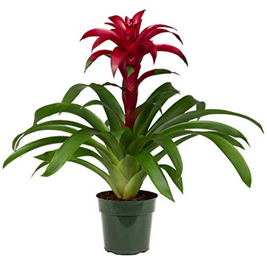 AMERICAN PLANT EXCHANGE Bromeliad Guzmania Growers Pick Live Plant, 6 ...
