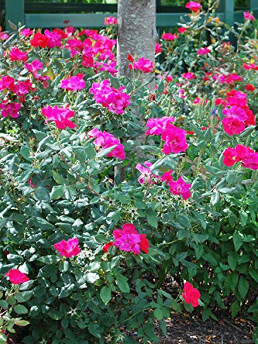 Perennial Farm Marketplace (Red Knockout Rose) Flowering Shrub, Size-#3 ...