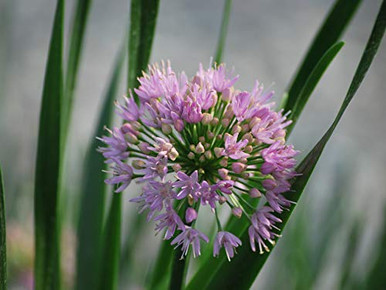 Perennial Farm Marketplace Allium 'Millenium' ((Ornamental Onion ...