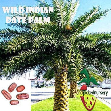 10 Wild Indian Date Palm seeds, ( Phoenix sylvestris ) from Hand Picked ...