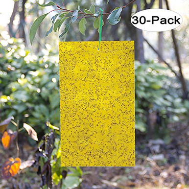 Kensizer 30-Pack Dual-Sided Yellow Sticky Traps for Flying Plant Insect Like Fungus Gnats ...