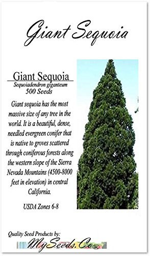 BIG PACK (500) Giant Sequoia, Sequoiadendron giganteum Tree Seeds ...