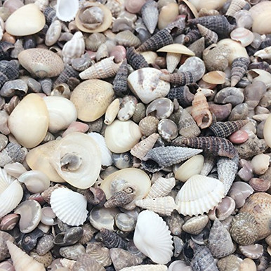 PEPPERLONELY India Natural Sea Shells Mixed, Small, 1/4 Inch to 1 Inch ...