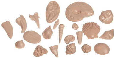 American Educational Earth History 21 Fossils Reproduction Model (Set ...