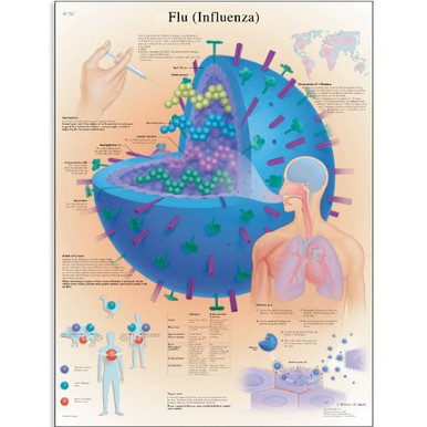 3B Scientific VR1722UU Glossy Paper Flu (Influenza) Anatomical Chart, Poster Size 20" Width x 26 ...