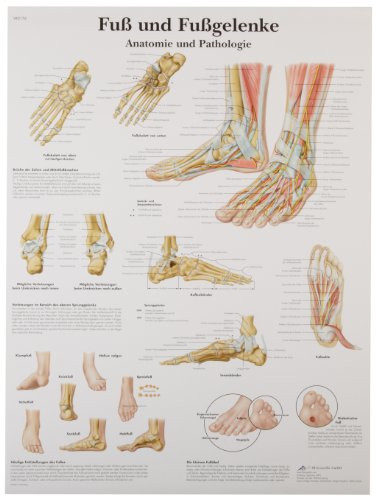 3B Scientific VR0176UU Glossy Paper Fu?Und Fu?elenke Anatomie Und ...