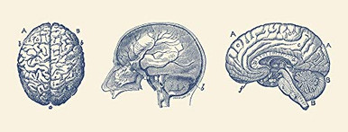Posterazzi PSTJPA700061H Vintage Anatomy Depicting The fissures ...