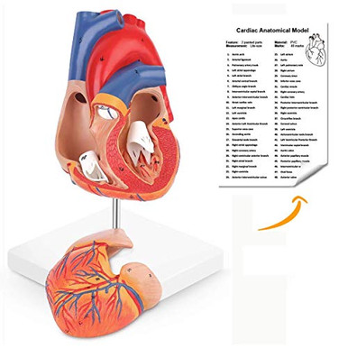 Euddoo 1 1 Human Heart Model Anatomically Accurate Heart Model Life ...