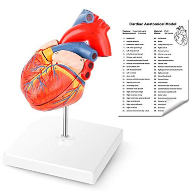 YOOVEE Anatomical Heart Model 2Part Life Size Human Heart Replica ...