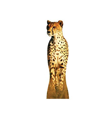 Advanced Graphics Cheetah Life Size Cardboard Cutout Standup ...