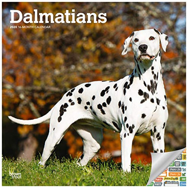 Dalmatians Calendar 2020 Dalmatian Wall Calendar Bundle with Over 100 ...