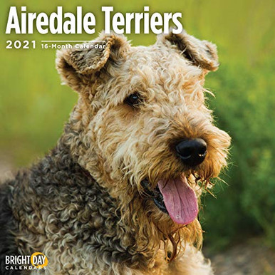 2021 Airedale Terriers Wall Calendar by Bright Day, 12 x 12 Inch, Cute ...