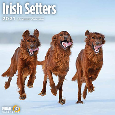 2021 Irish Setters Wall Calendar by Bright Day, 12 x 12 Inch, Cute Dog ...