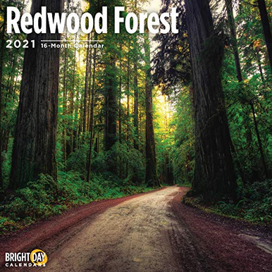 2021 Redwood Forest Wall Calendar by Bright Day, 12 x 12 Inch ...