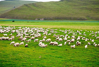 CSFOTO 8x6ft Background for The Flock of Sheep on Summer Meadows ...