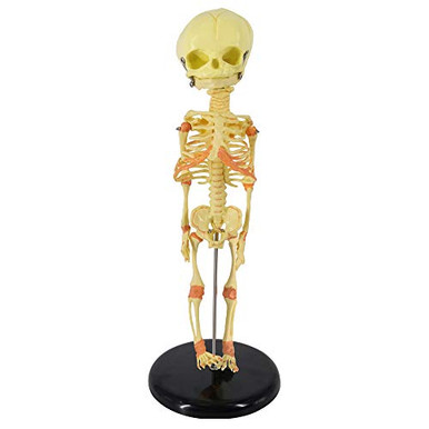 Human Fetus Skeleton, Single Head Human New Born Baby Skeleton Model ...
