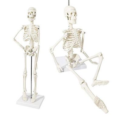 Human Skeleton Model,Full Body 17.7inch Human Skeleton Anatomical Model ...