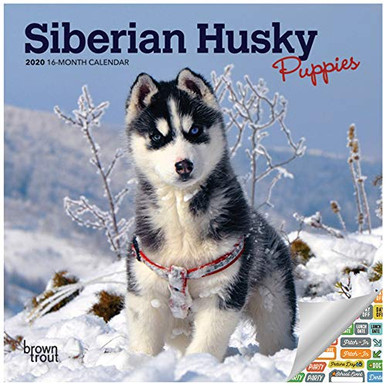 Siberian Husky Puppies Calendar 2020 Set Deluxe 2020 Siberian Husky ...