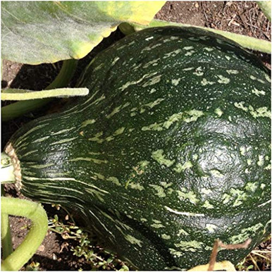 Gourd Squash Seeds (True Green Improved Hubbard), 25+ Premium Heirloom ...