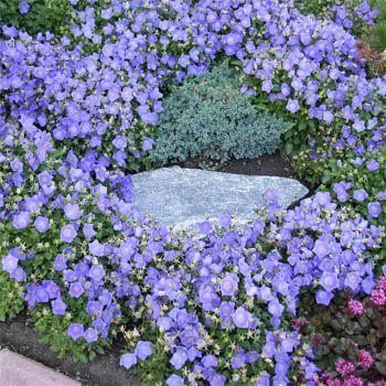 Outsidepride Bellflower Campanula Carpatica Blue Plant Seed - 5000 ...