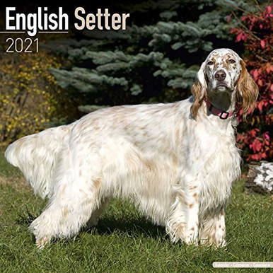 English Setter Calendar 2021 Dog Breed Calendar Wall Calendar 2020 2021 ...