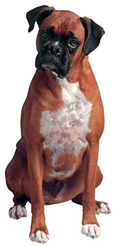 Paper House Productions 3 5 x 1 5 Die Cut Boxer Dog Shaped Magnet for ...