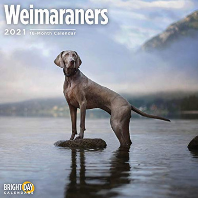 2021 Weimaraners Wall Calendar by Bright Day 12 x 12 Inch Cute Dog ...