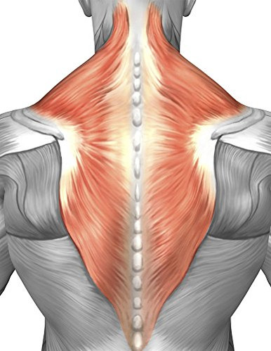Posterazzi back and neck splenius capitis trapezius muscle Poster Print ...