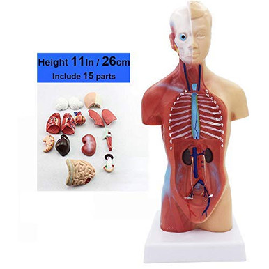 15 Parts Primary and Secondary School Education of 26cm / 10.24in Torso ...