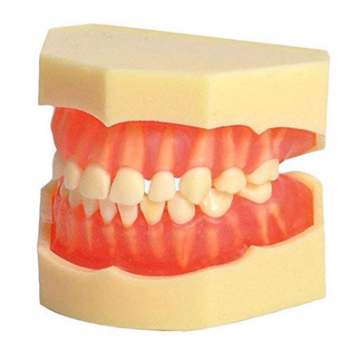 SOARDAY Standard Child Primary Teeth Model Teeth Removable Soft Gums ...