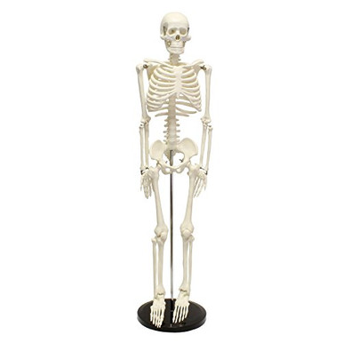 MonMed Medical Skeleton Model, 33.5in Small Human Figure for Anatomy ...