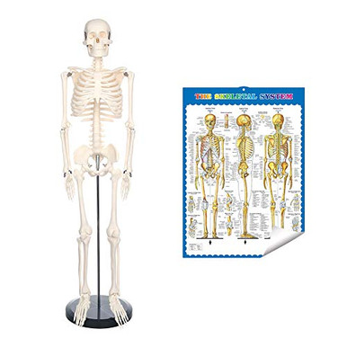 Human Skeleton Model for Anatomy Mini Human Skeleton Model with Metal ...