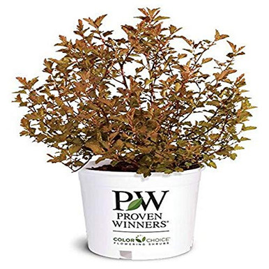 Proven Winners Physocarpus op Coppertina Ninebark Shrub copper foliage ...