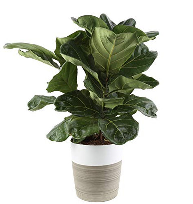 Costa Farms Live Ficus Lyrata FiddleLeaf Fig Indoor Tree 2Feet Tall ...