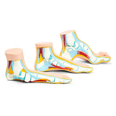 Juvale Foot Model Set - Flat Arched Normal Podiatry Model - 9.5 Inches ...