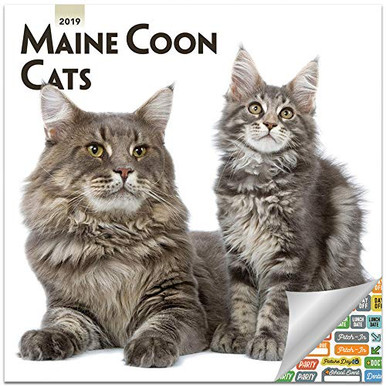 Maine Coon Cats Calendar 2019 Set - Deluxe 2019 Maine Coon Cats Wall ...