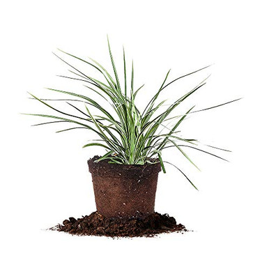 Perfect Plants Aztec Grass Live Plant 1 Gallon Includes Care Guide ...